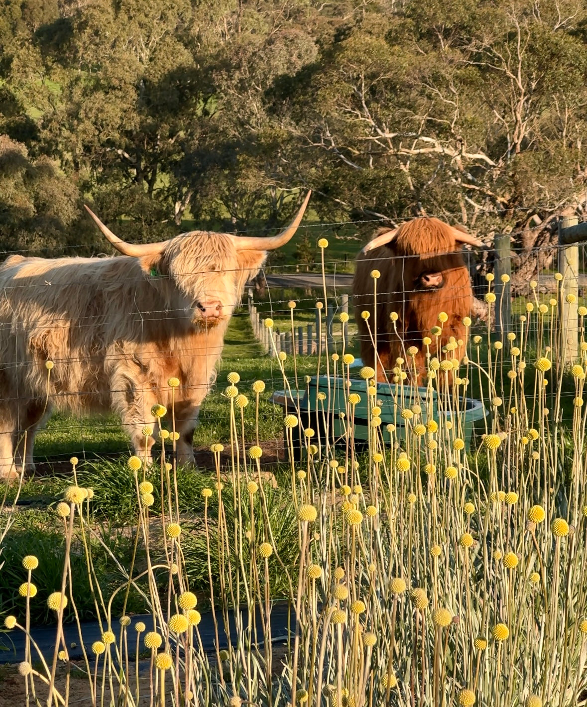 Highland Cow Experiences – Wildhand